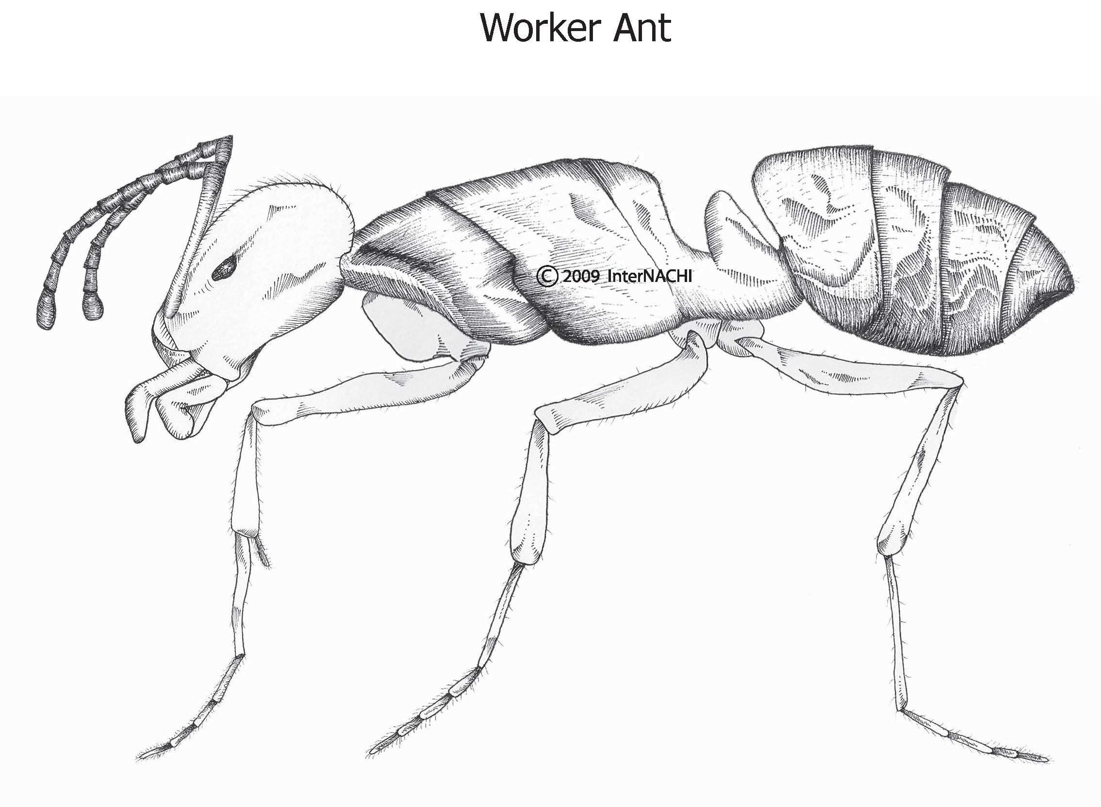 Worker Ant Inspection Gallery Internachi